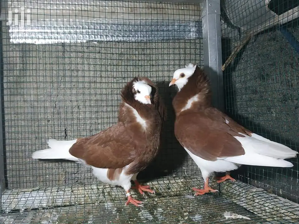 Old Dutch Capuchine Pigeons in Tema Metropolitan - Birds, Dahlin Vinci ...