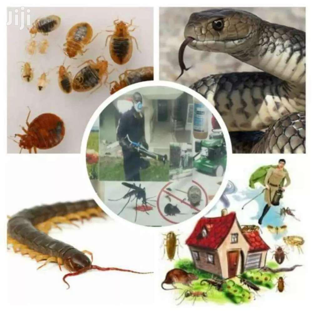 Snakes Fumigation Management in East Legon - Cleaning Services, Advance ...