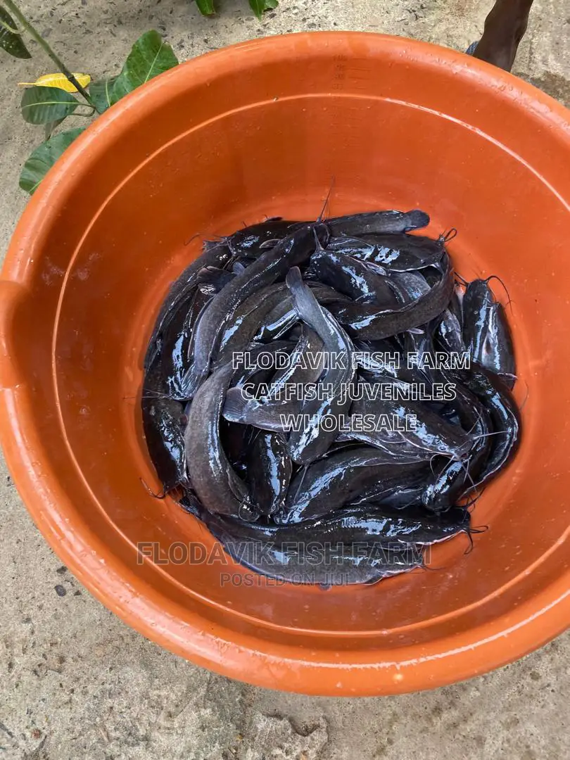 Catfish Juveniles and Fingerlings (From 70 Peswas) in Ashaiman ...
