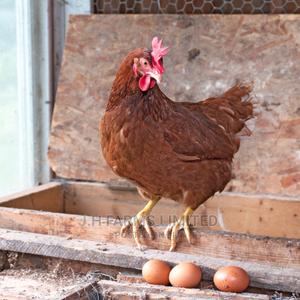 Hy-Line Layers Day Old ( King of Day Old) in Accra Metropolitan - Farm ...