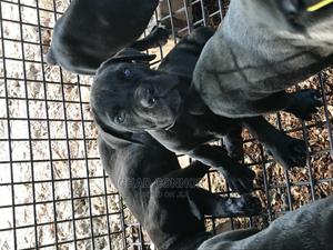1-3 Months Female Purebred Cane Corso in Ga West Municipal - Dogs ...