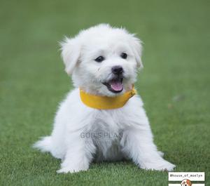 1-3 months Female Purebred Maltese in Kumasi Metropolitan - Dogs ...