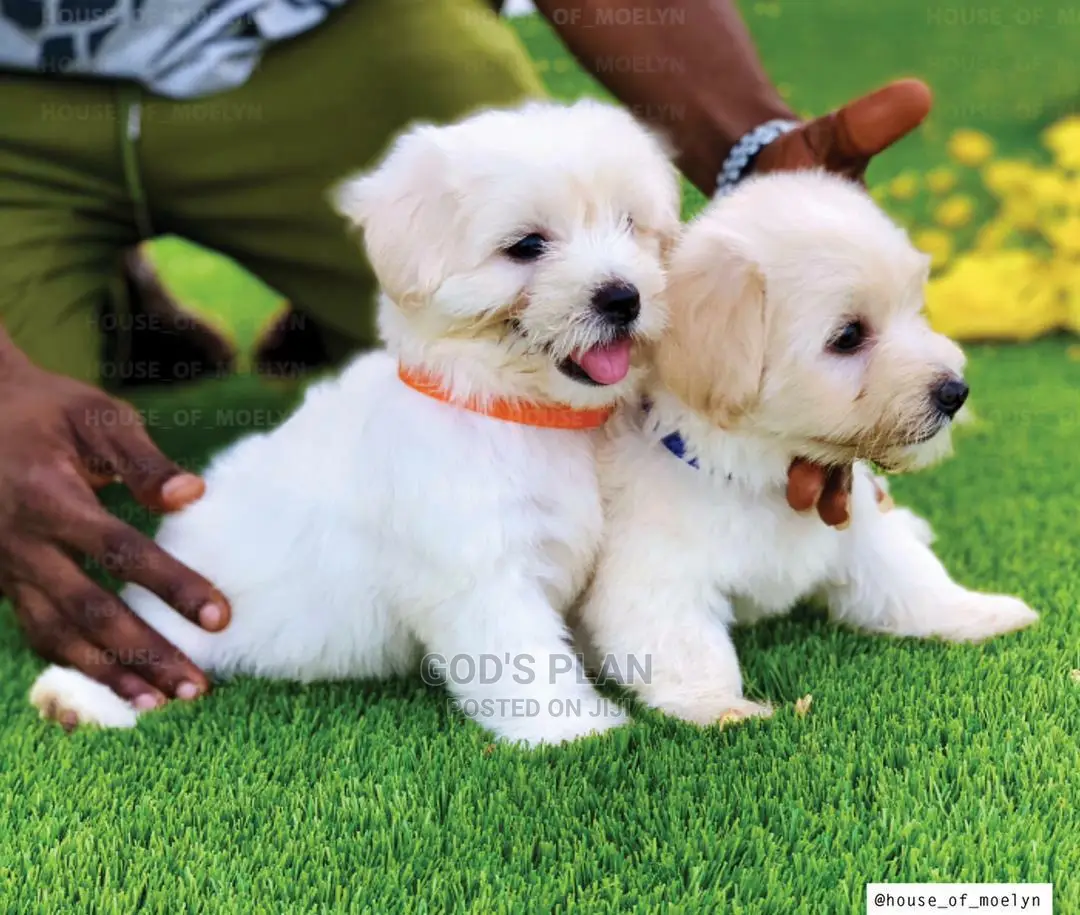 1-3 months Female Purebred Maltese in Kumasi Metropolitan - Dogs ...