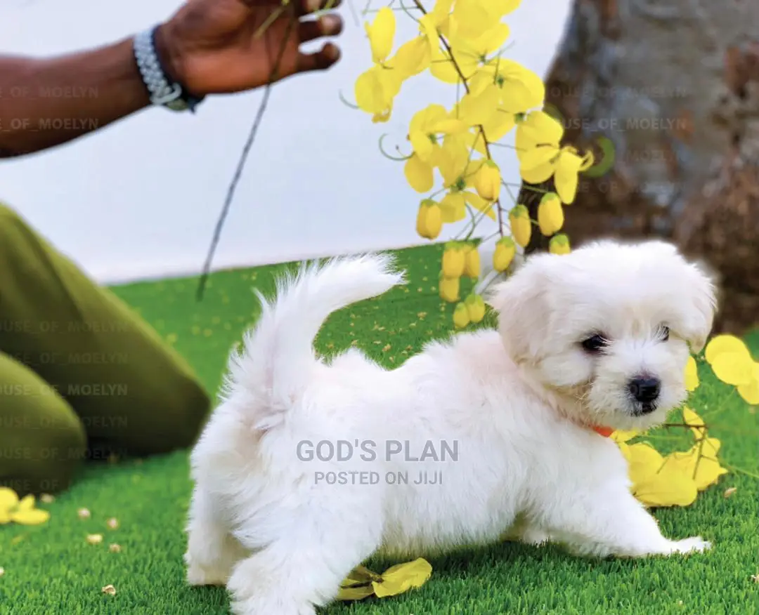 1-3 months Female Purebred Maltese in Kumasi Metropolitan - Dogs ...