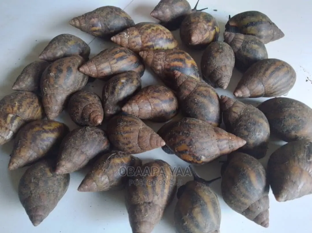 Miracle Farm Snail Training in Avenor Area - Other Services, Obaapa Yaa ...