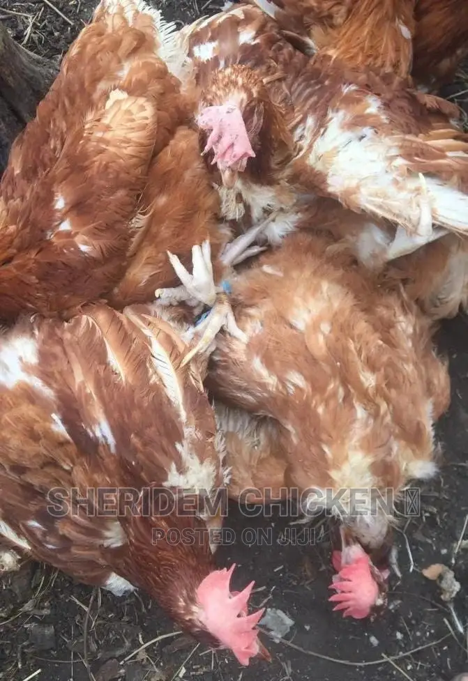 Well Dressed Chicken , Layer And Broiler. in Tema Metropolitan - Food ...