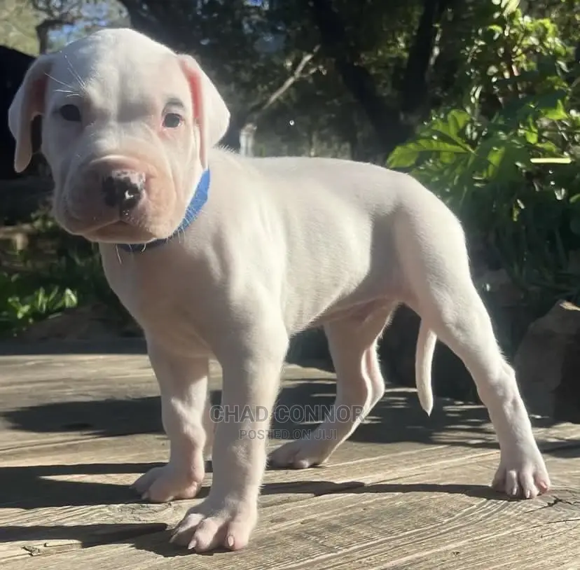 1-3 months Female Purebred Dogo Argentino in Accra Metropolitan - Dogs ...