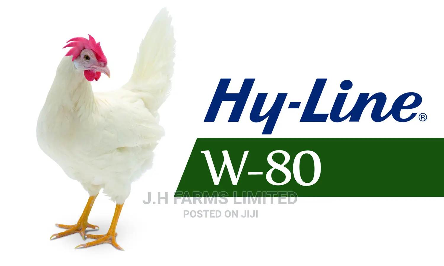 White Hy-Line Chick's Layer in Accra Metropolitan - Farm Animals, John ...