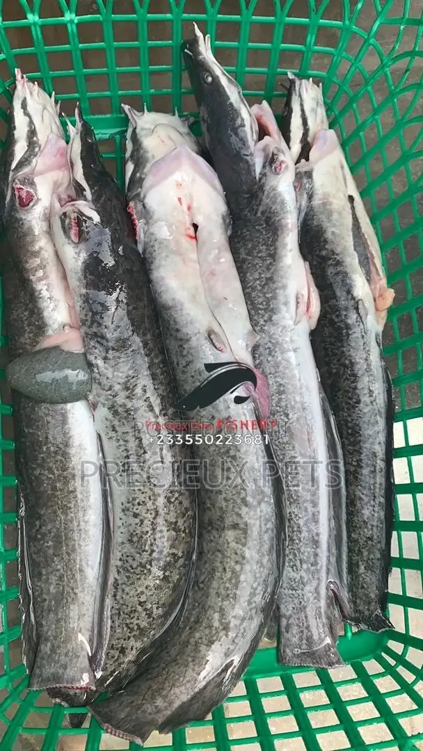 Point And Kill Cat Fish in Teshie - Food & Beverages, Precieux Pets ...