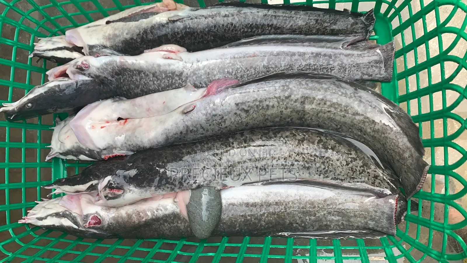 Point And Kill Cat Fish in Teshie - Food & Beverages, Precieux Pets ...