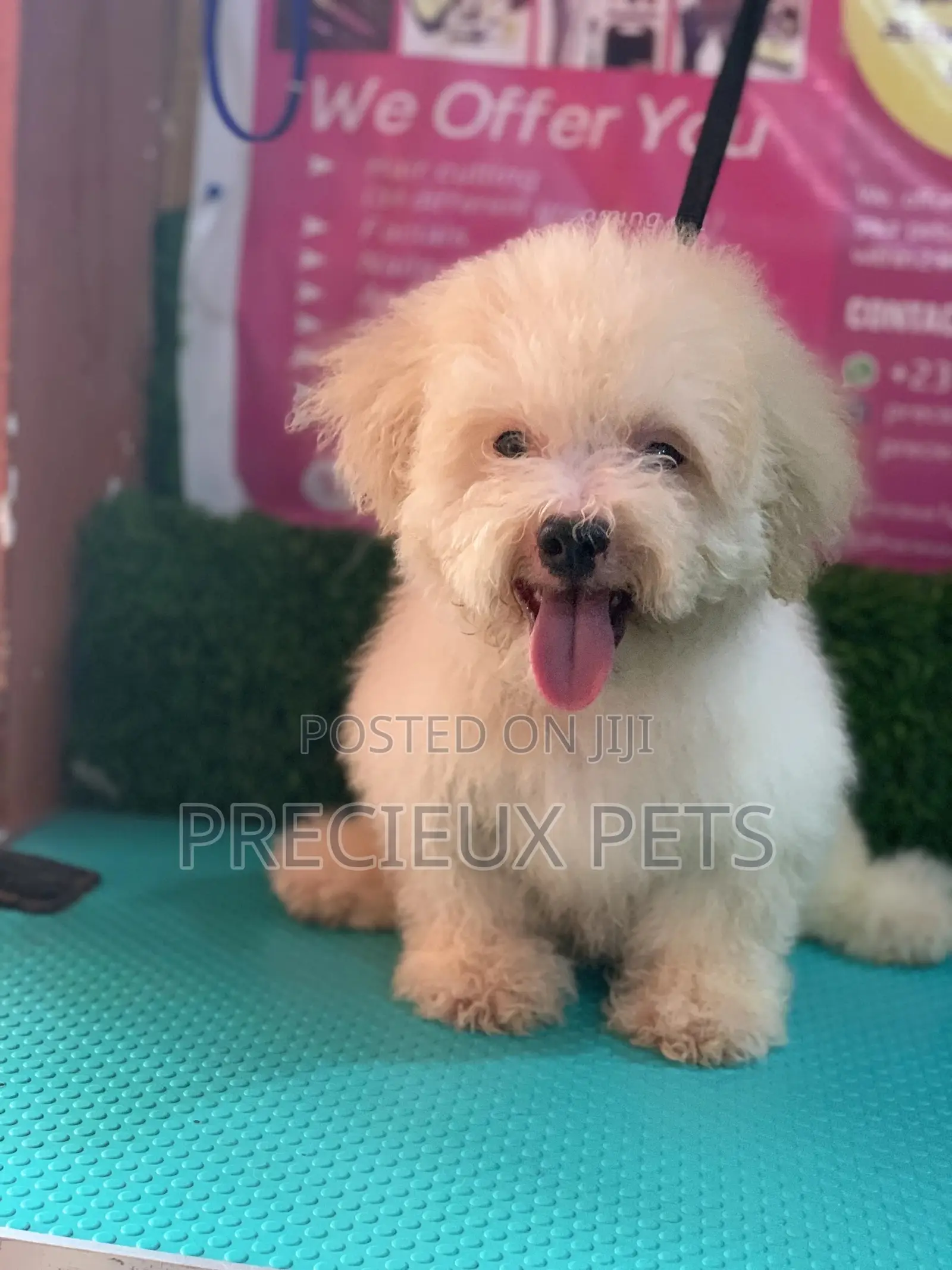 3-6 Months Female Mixed Breed Maltipoo in Greater Accra - Dogs ...