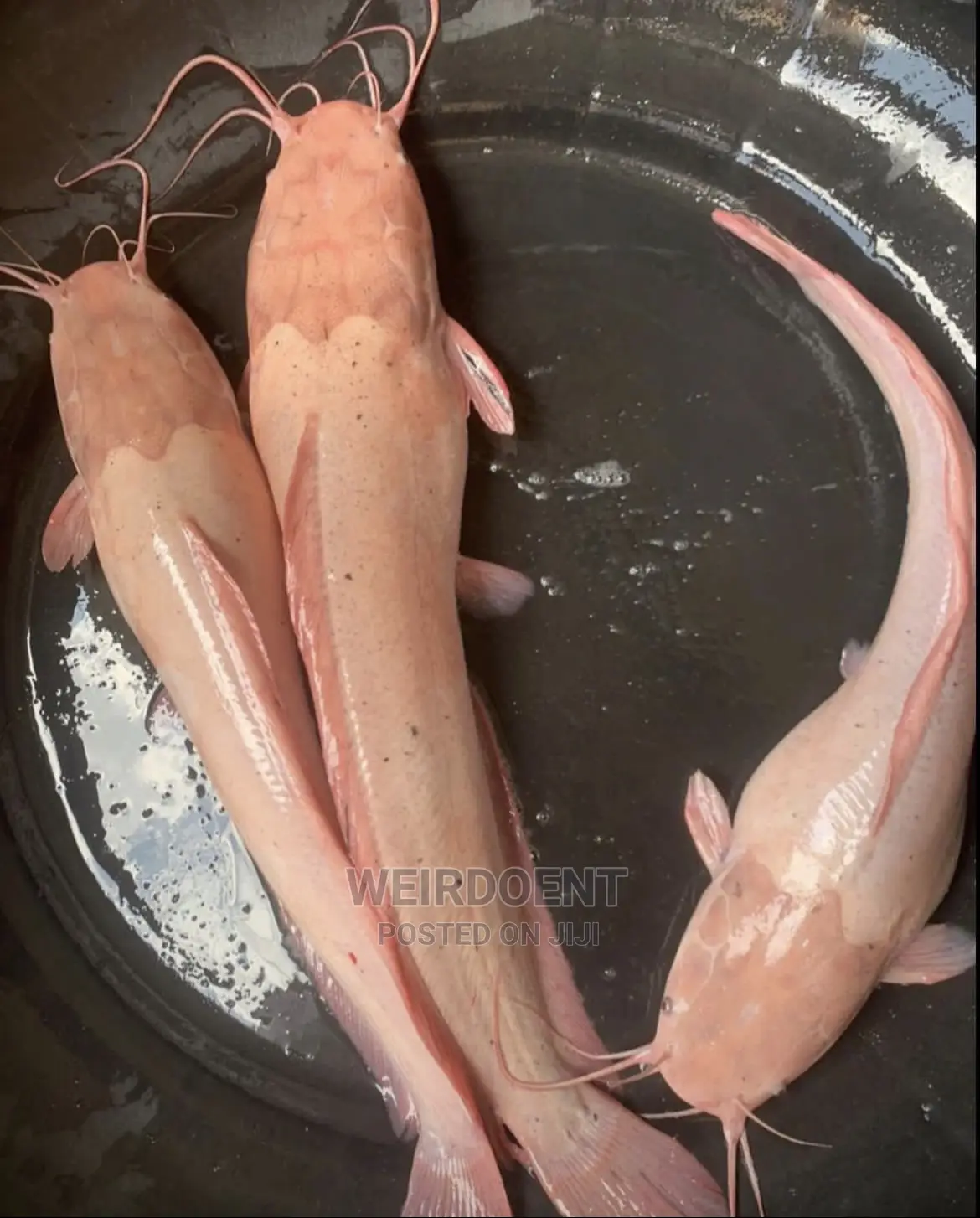 Catfish Farming and Hatchery in East Legon - Other Services, David ...