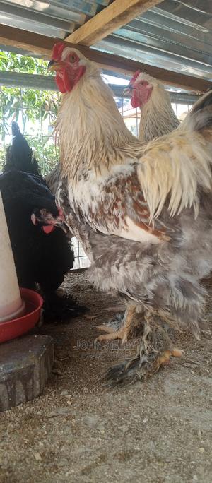 Different Type of Chickens in East Legon - Farm Animals, Kelly Farms ...