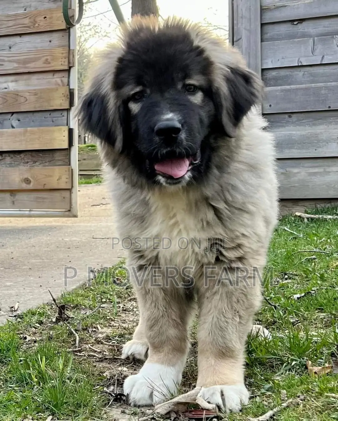 1-3 months Male Purebred Caucasian Shepherd in Spintex - Dogs & Puppies ...
