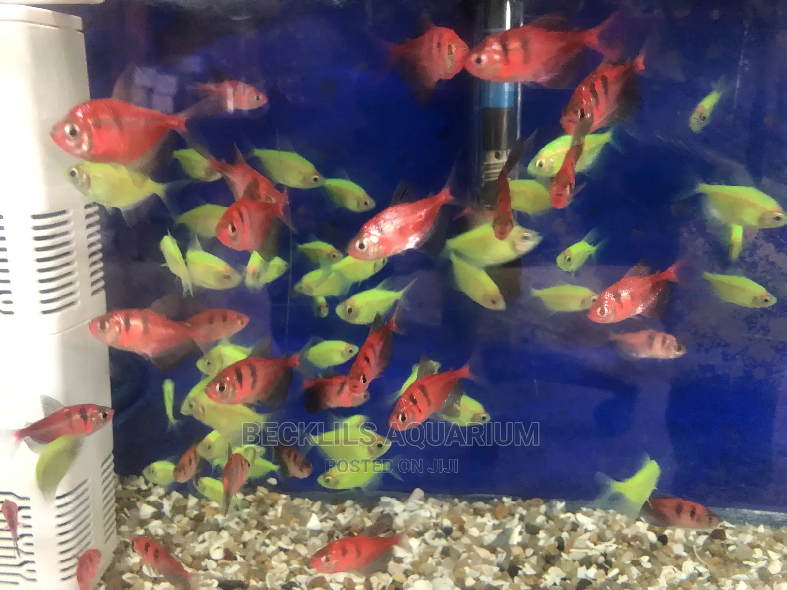 Tetra Fish’S Available in Spintex - Fish, Becklilz Aqariumandpetshop ...