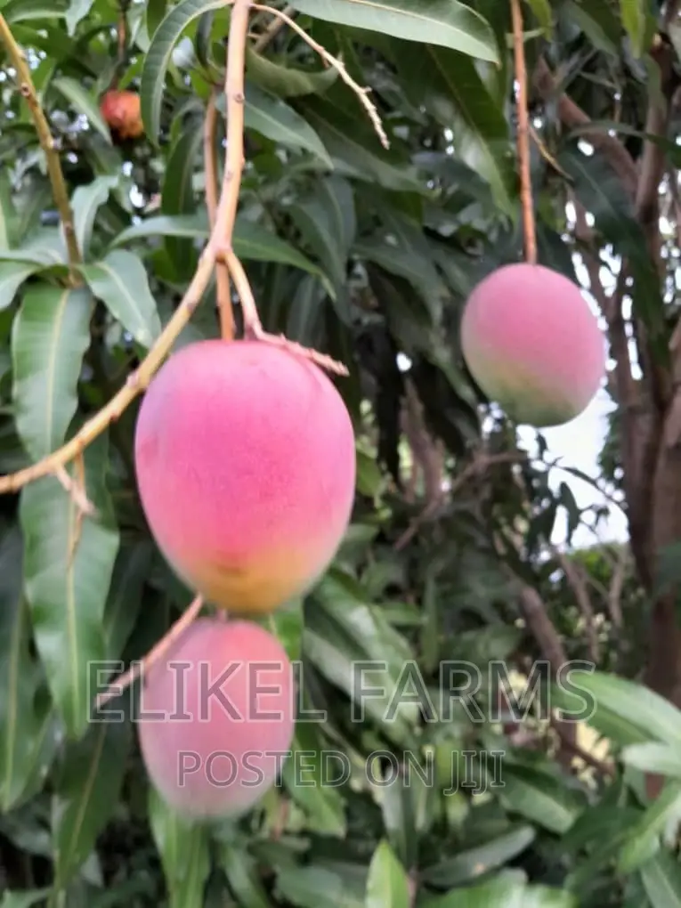 Certified Grafted Mango Seedlings in Awoshie - Feeds, Supplements ...