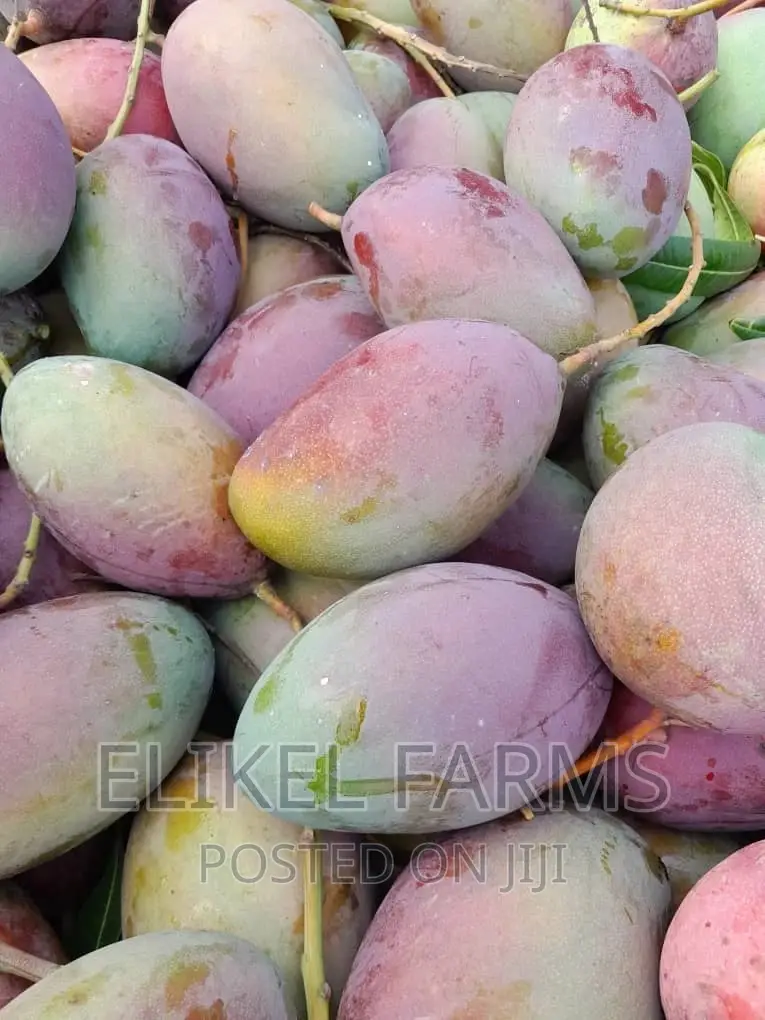 Certified Grafted Mango Seedlings in Awoshie - Feeds, Supplements ...