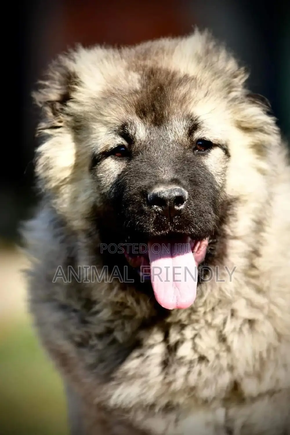 1-3 months Female Purebred Caucasian Shepherd in Nungua - Dogs ...