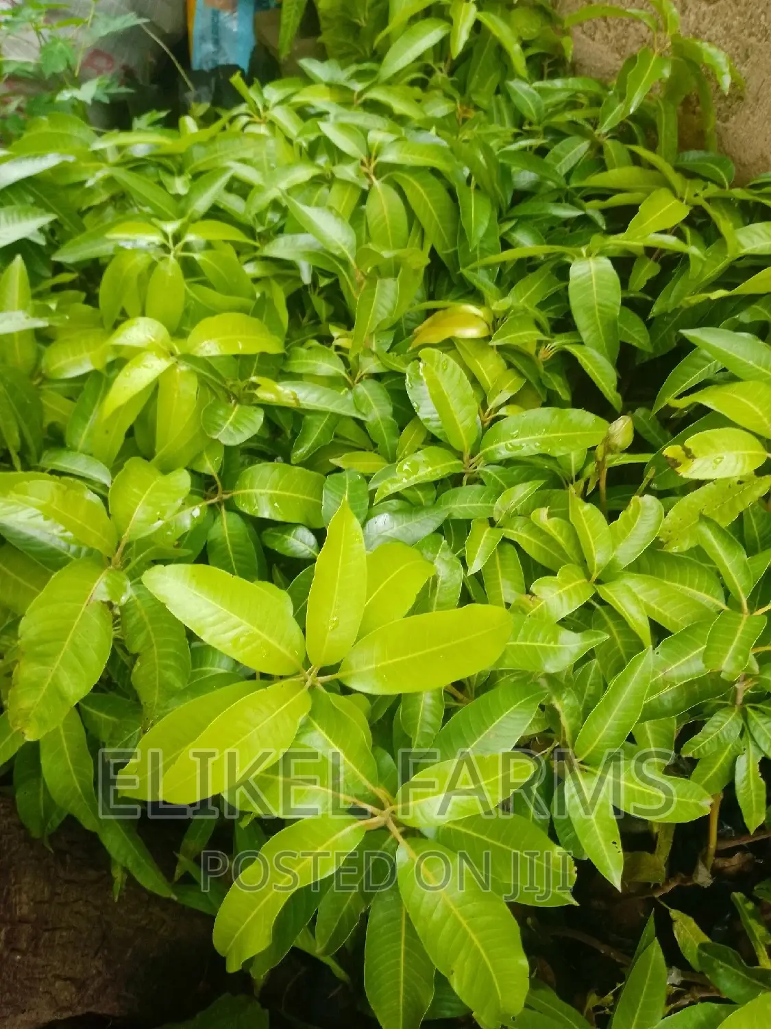 Certified Grafted Mango Seedlings in Awoshie - Feeds, Supplements ...