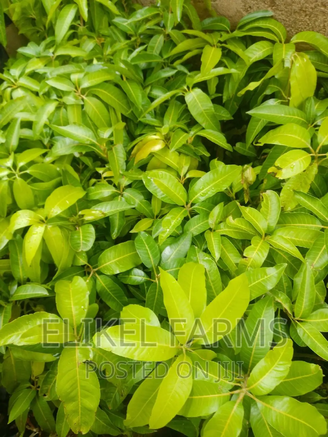Certified Grafted Mango Seedlings in Awoshie - Feeds, Supplements ...