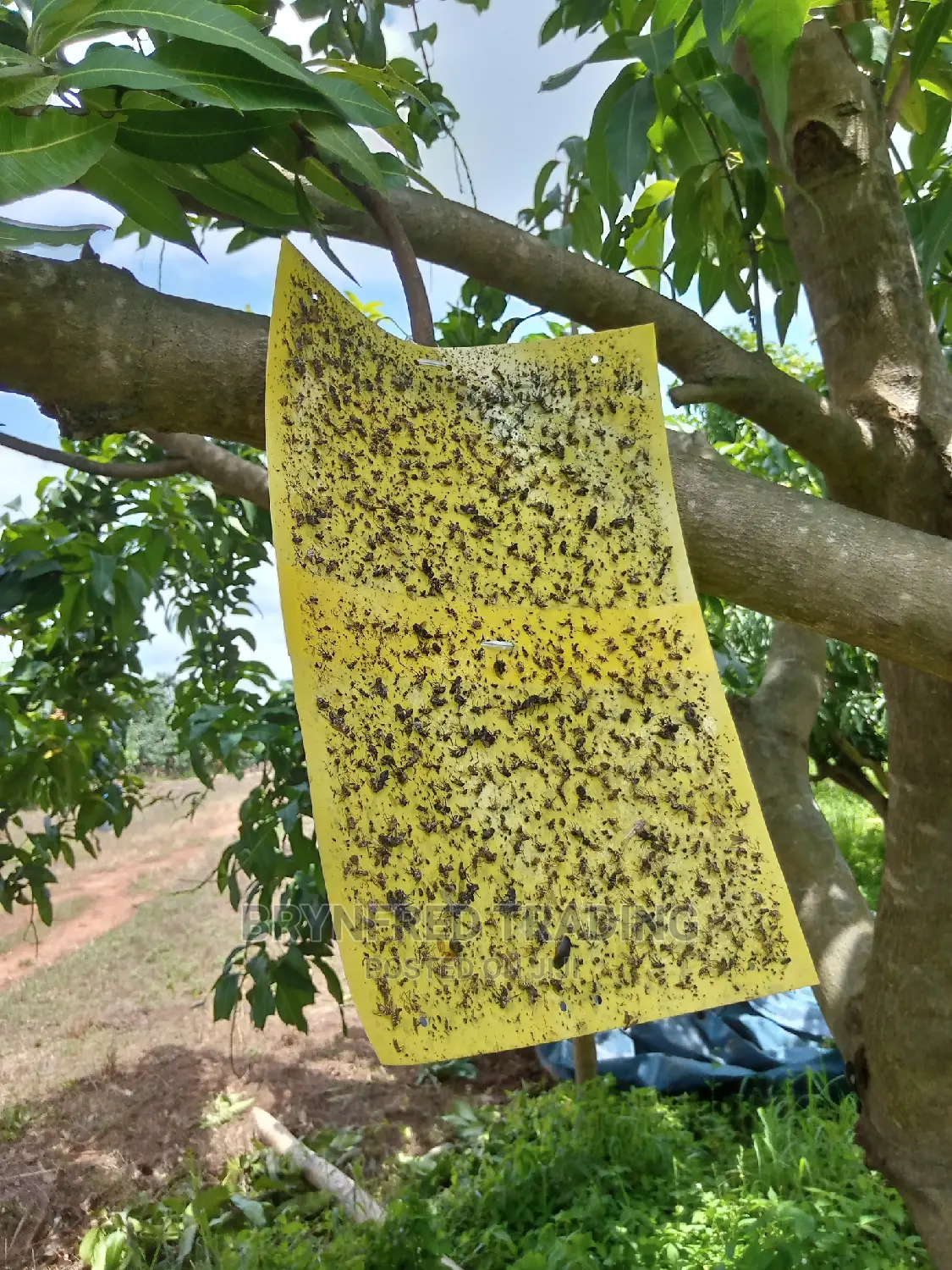 10pcs Yellow Sticky Traps/ Fly Sticker/ Glueboard for All Insects in ...