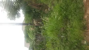 Land & Plots for Sale in Ghana Prices in November 2024 on Jiji.com.gh