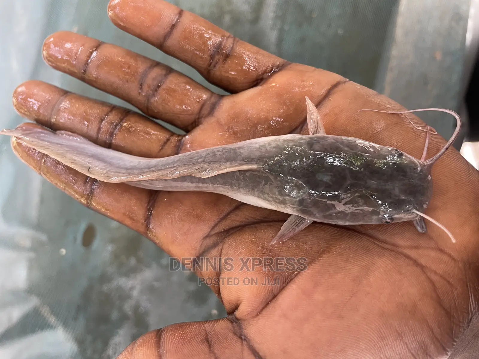 Catfish Juveniles (7cm-8cm) (1.50p) in Kumasi Metropolitan - Farm ...