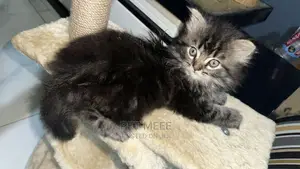 Cats & Kittens in Ghana for sale Price on Jiji.com.gh
