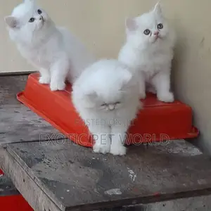 Cats & Kittens in Ghana for sale Price on Jiji.com.gh