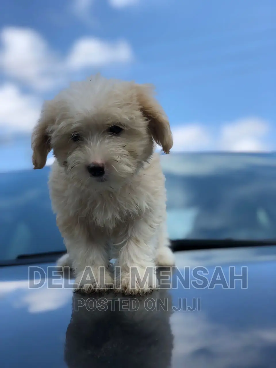 1-3 months Female Purebred Poodle in Accra Metropolitan - Dogs ...