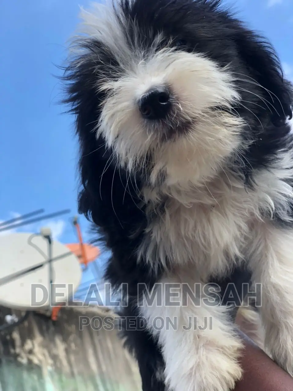 1-3 months Female Purebred Poodle in Accra Metropolitan - Dogs ...