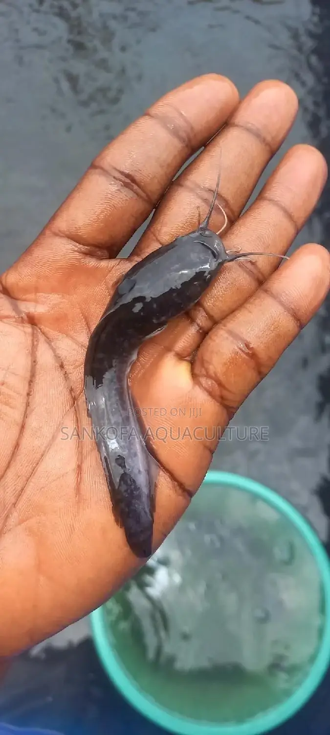Fresh Water Catfish in Takoradi - Farm Animals, David Mawulolo | Jiji ...