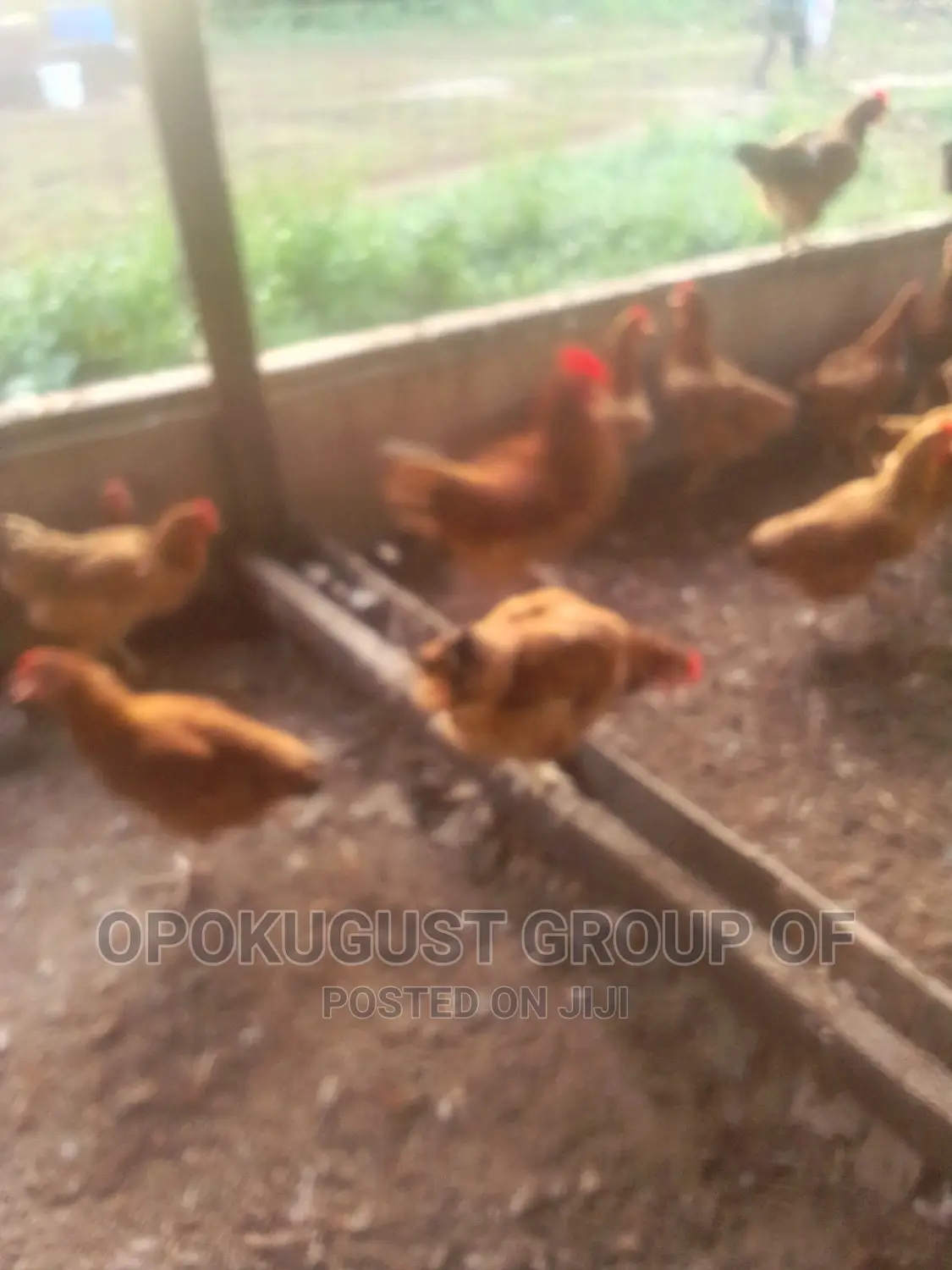Brown Broilers for Sale for sale - OPOKUGUST GROUP OF COMPANIES Price ...