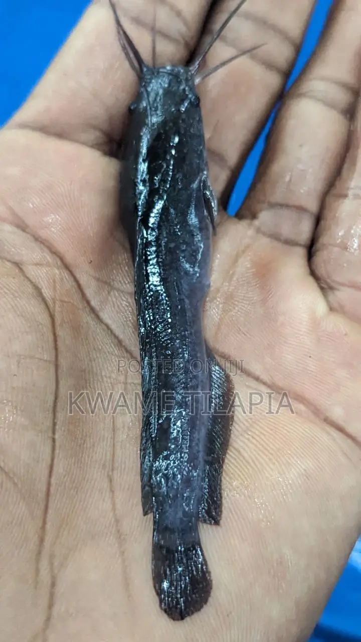 Fast Growing Catfish Juveniles Available For 50 Pesewas in Accra ...