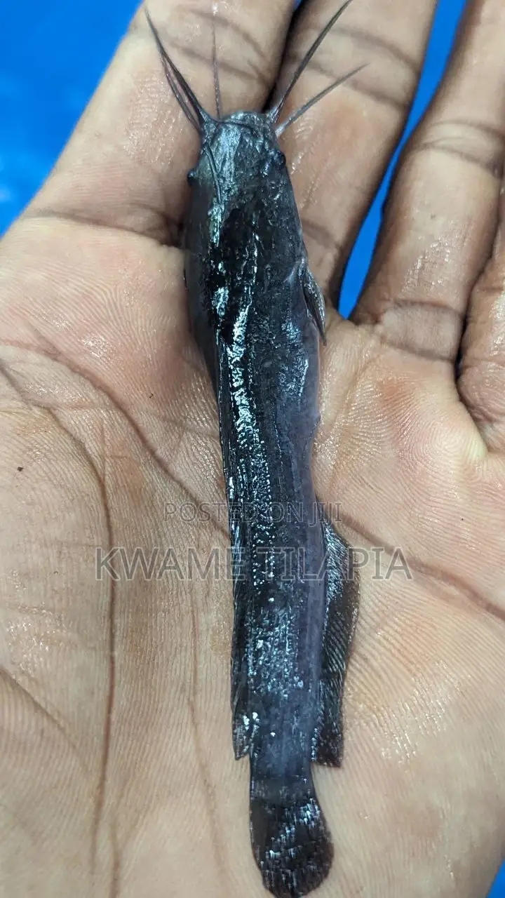 Fast Growing Catfish Juveniles Available For 50 Pesewas in Accra ...