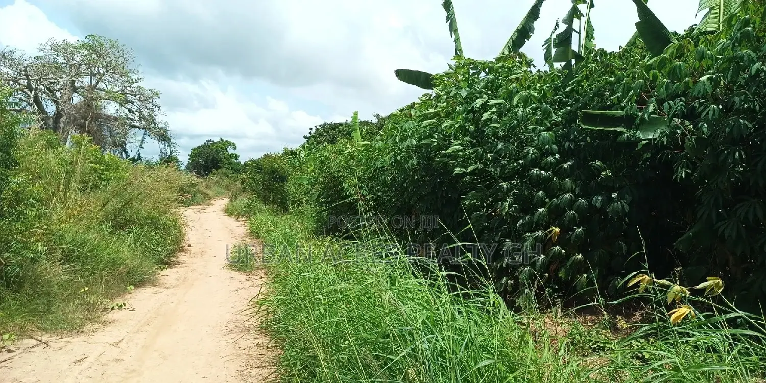Volta Region - (Golokwati) _ 485 Acres Mango Plantation in Afadjato South - Land & Plots for ...