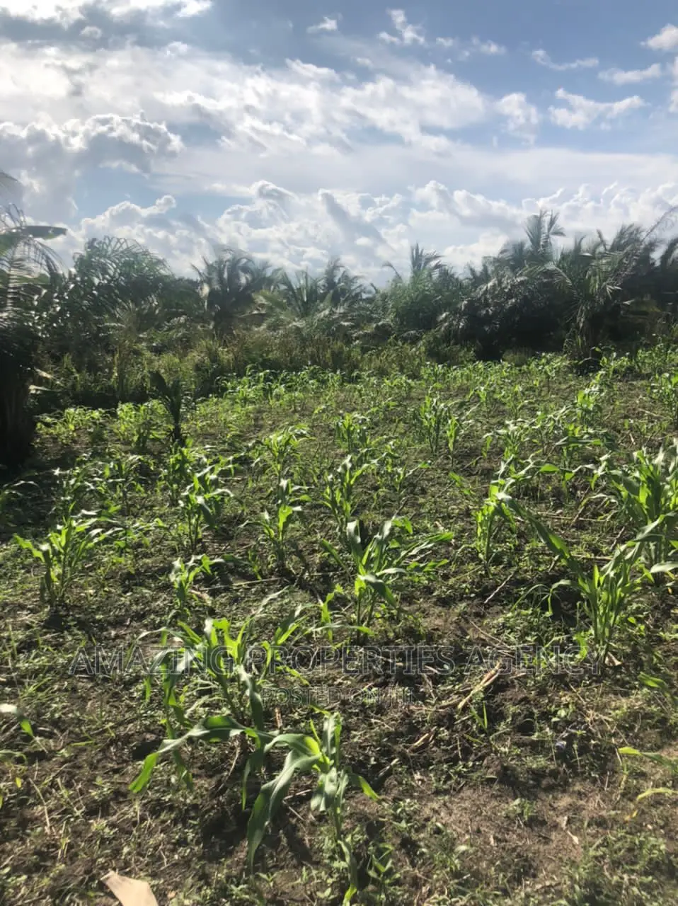 70 Acres of Farm Land at Juapong in Asuogyaman - Land & Plots for Sale ...