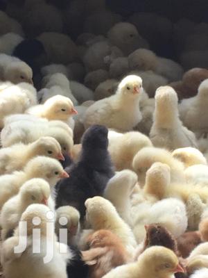 Dayold Layers in Accra Metropolitan - Farm Animals, Nana Yaw Miguel ...