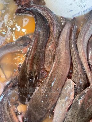 Fresh Cat Fish in Greater Accra - Food & Beverages, Connie’s Collection ...