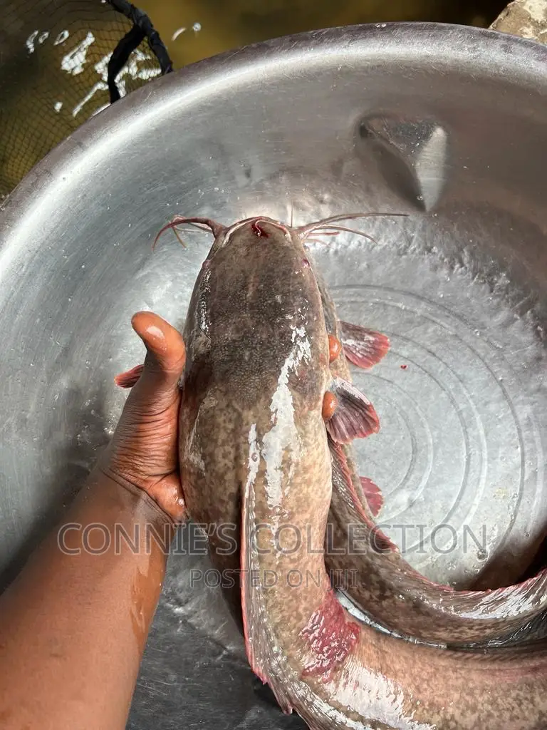 Fresh Cat Fish in Greater Accra - Food & Beverages, Connie’s Collection ...
