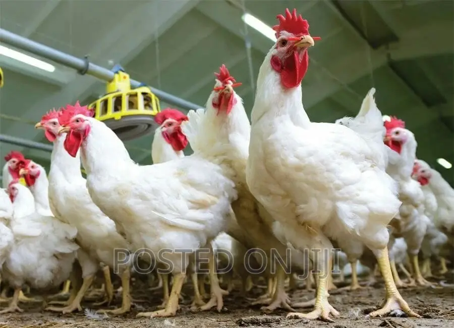 Ross 308 Broiler Dayold Chicks in Weija - Farm Animals, Bismark Browny ...