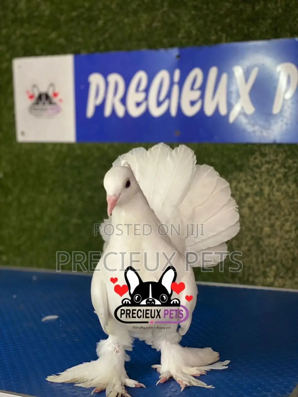 1 Pair of Indian Fantail Pigeons #0001 in Greater Accra - Birds ...