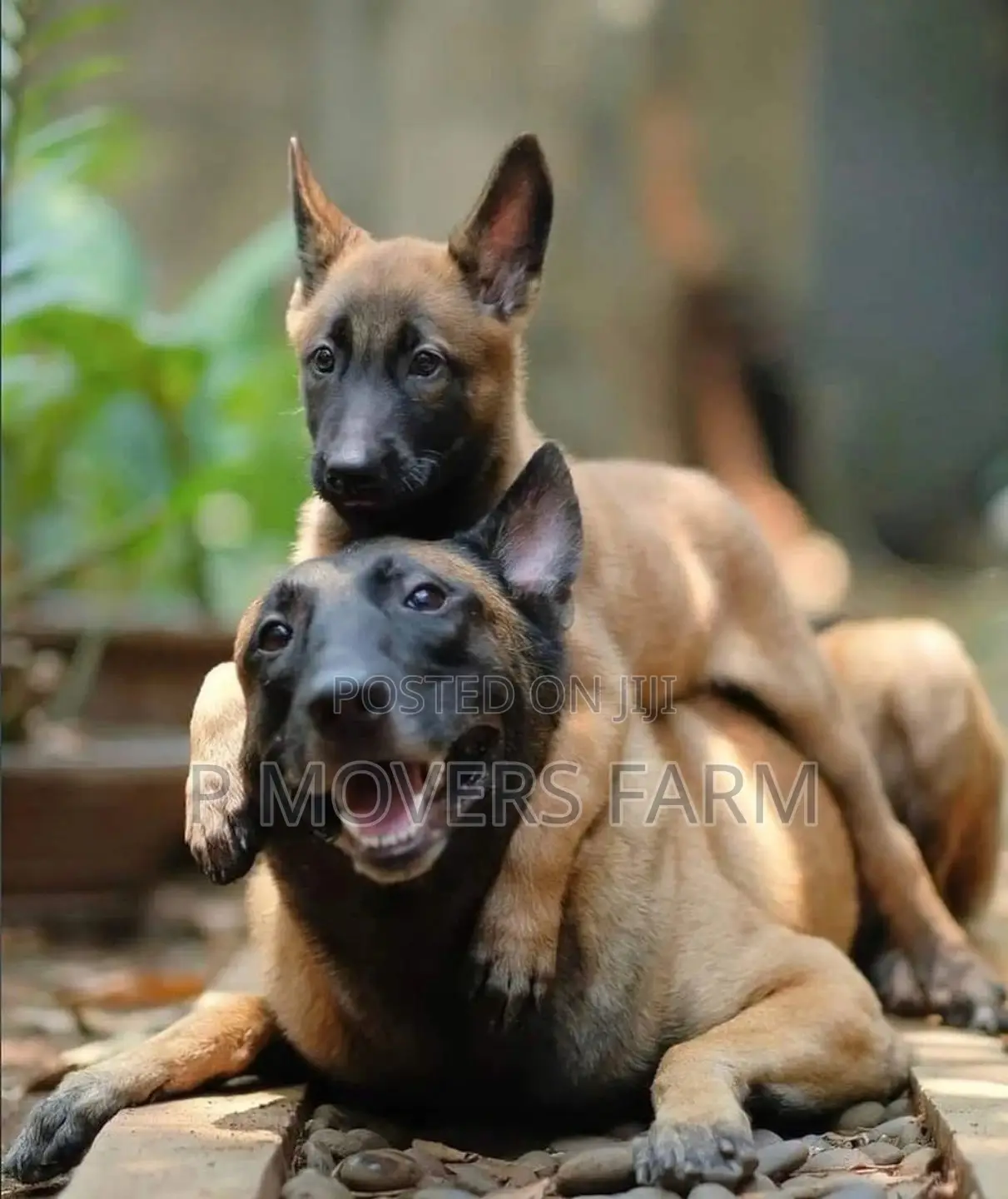 1-3 months Male Purebred Belgian Malinois in Madina - Dogs & Puppies ...