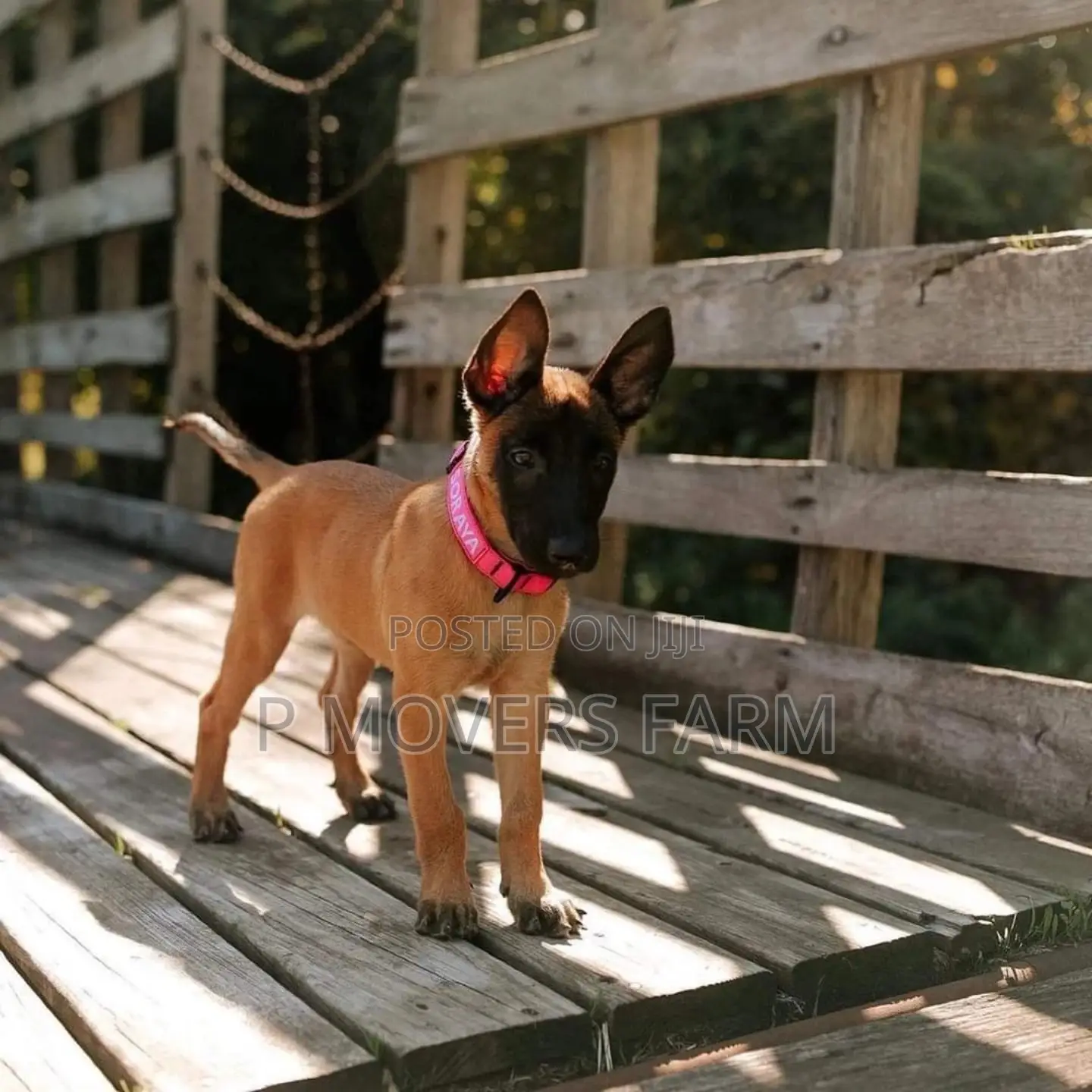 1-3 months Male Purebred Belgian Malinois in Lartebiokoshie - Dogs ...