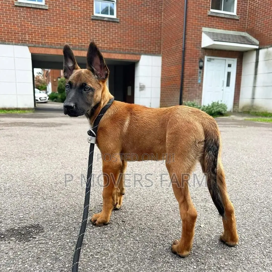 1-3 months Female Purebred Belgian Malinois in Madina - Dogs & Puppies ...