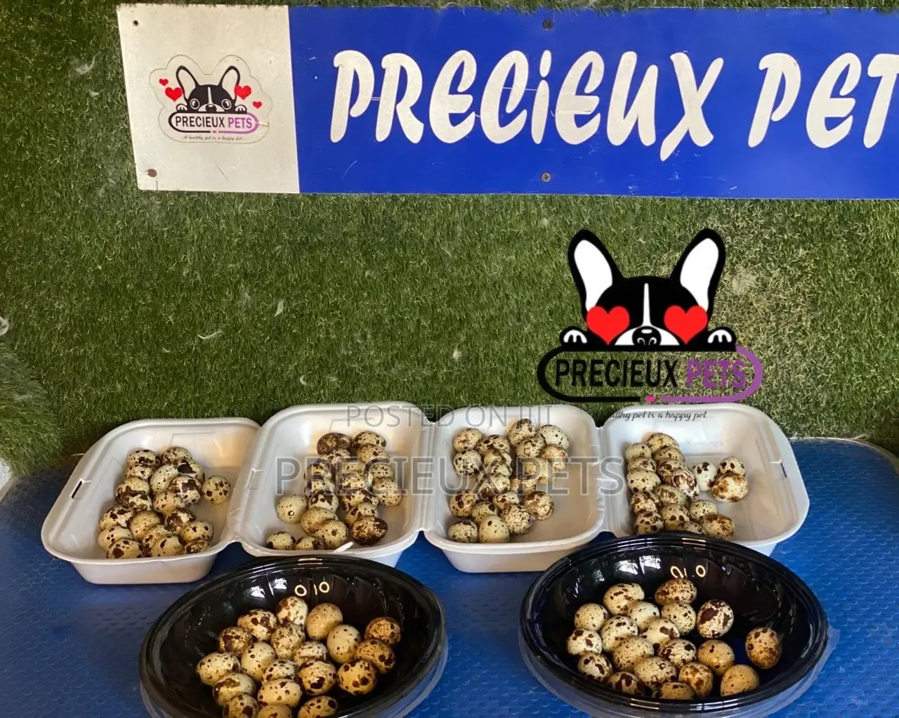 Quails Eggs in Greater Accra - Farm Animals, Precieux Pets | Jiji.com.gh