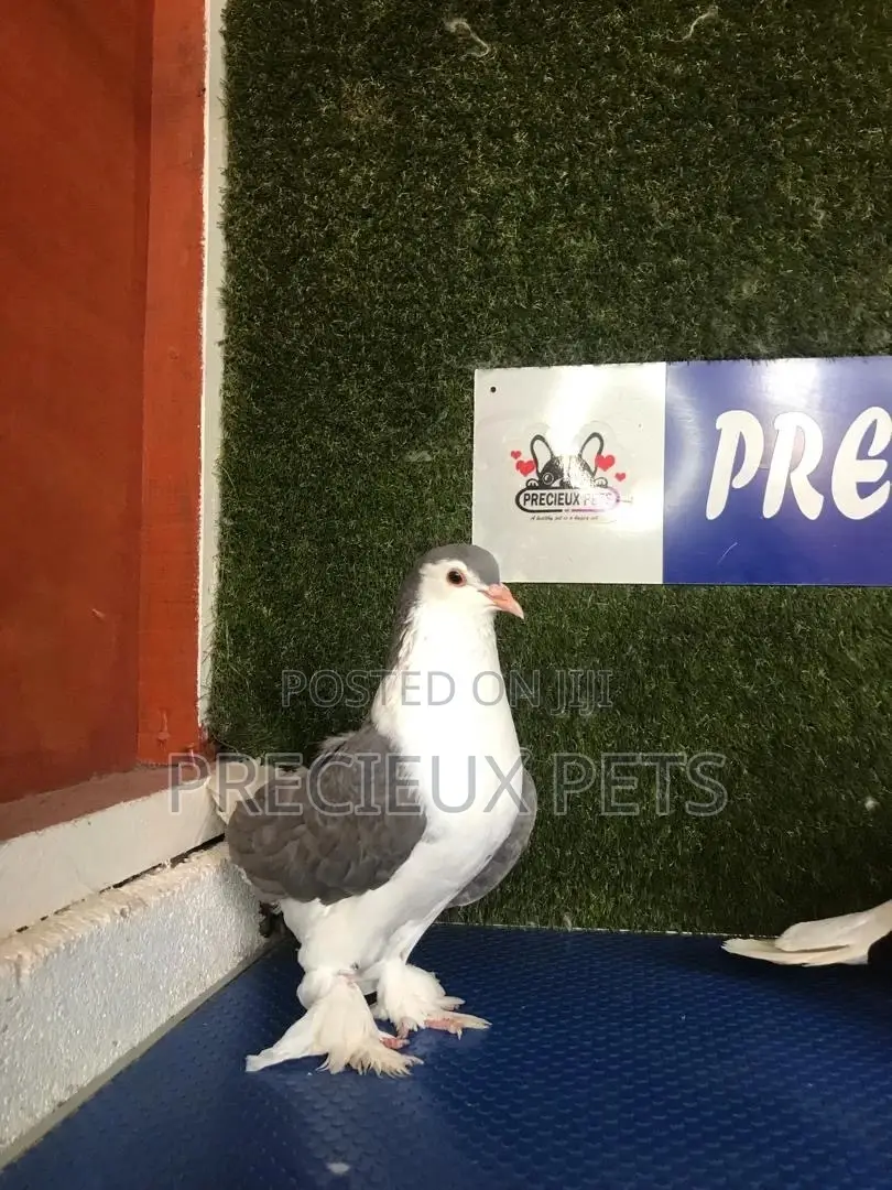 1 Pair Grey Colored Lahore Pigeons for sale - Precieux Pets Price: GH ...