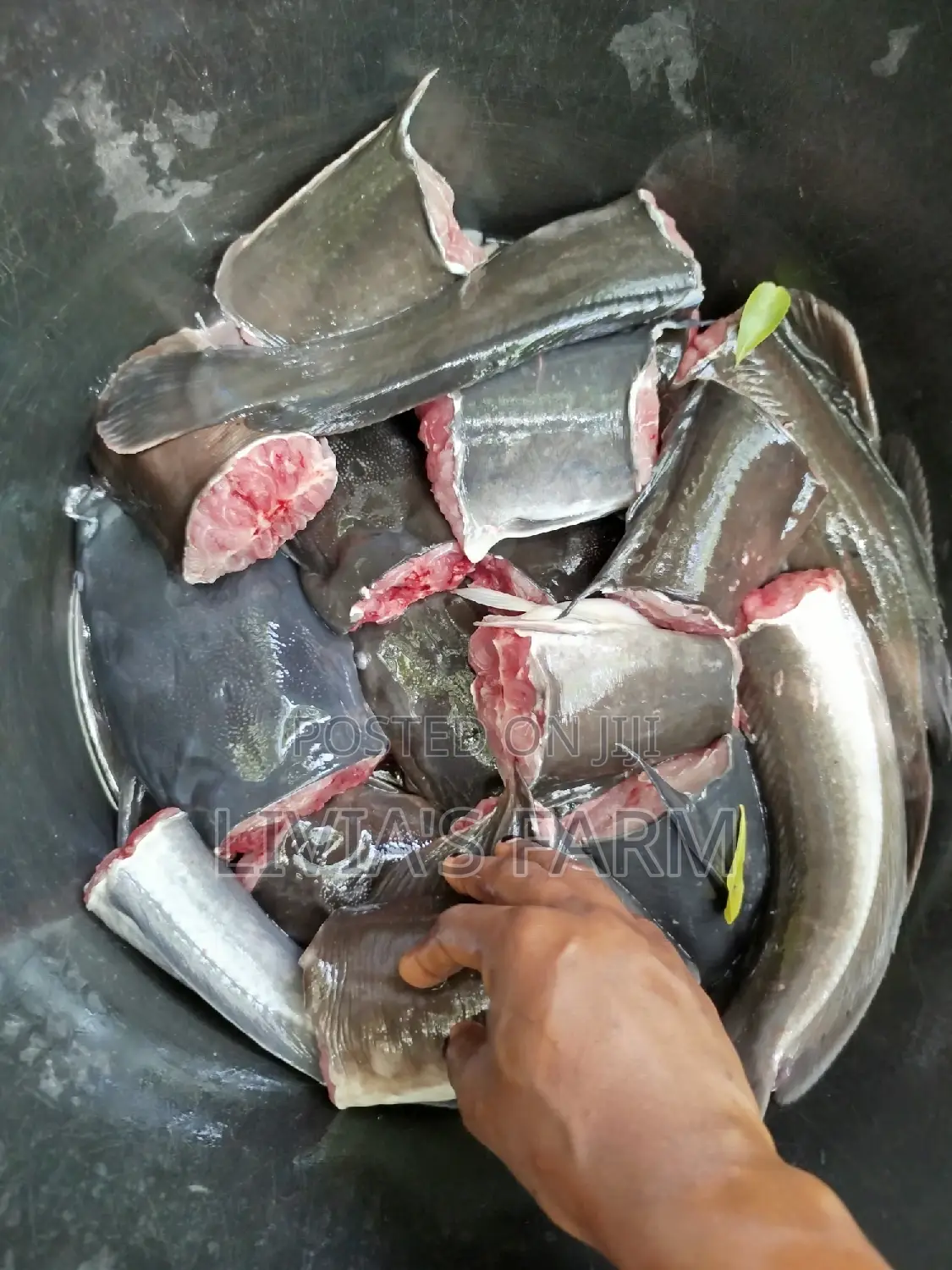 Highly Nutritious Cat Fish in Weija - Farm Animals, Livia Ijay | Jiji ...