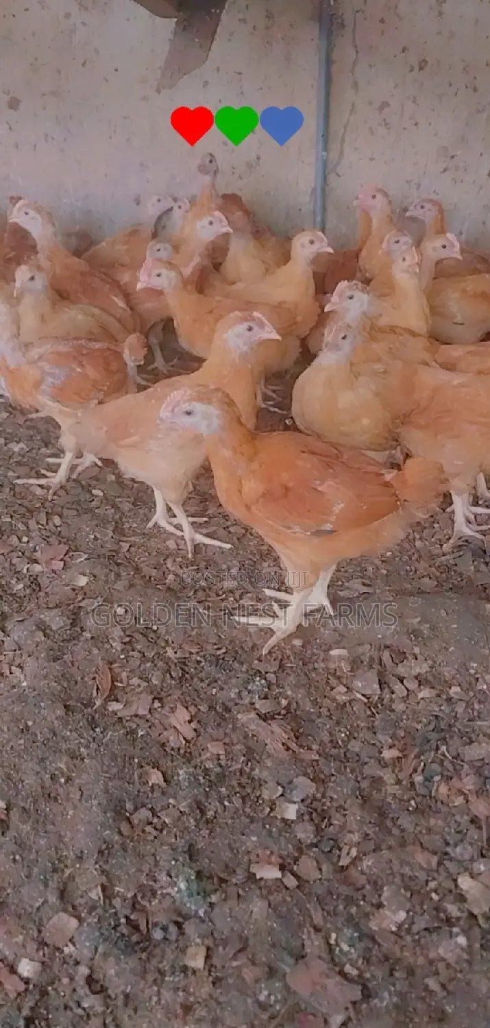 Four Weeks Sasso Birds in Ga West Municipal - Farm Animals, Golden Nest ...