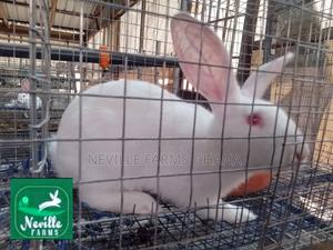 Robust Crossbred Rabbits for Breeding in Adenta - Farm Animals, Neville ...